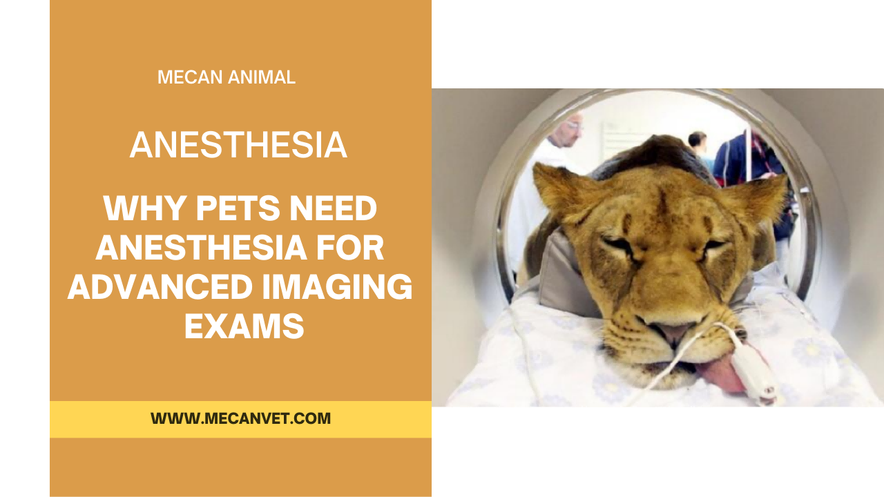 The Role of Anesthesia in Advanced Imaging for Animals